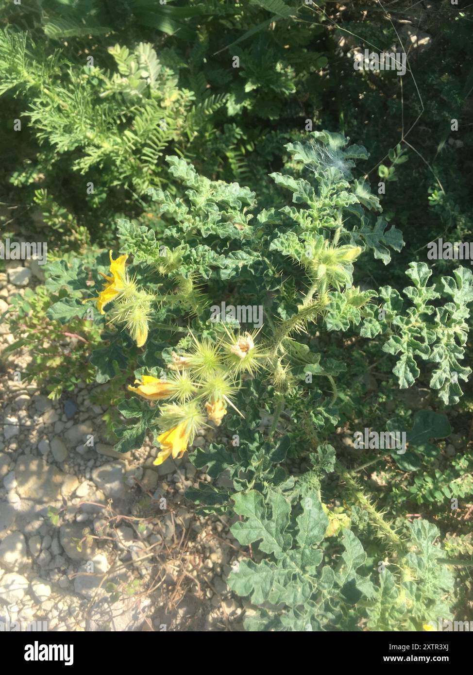 buffalo-bur (Solanum rostratum) Plantae Stock Photo - Alamy