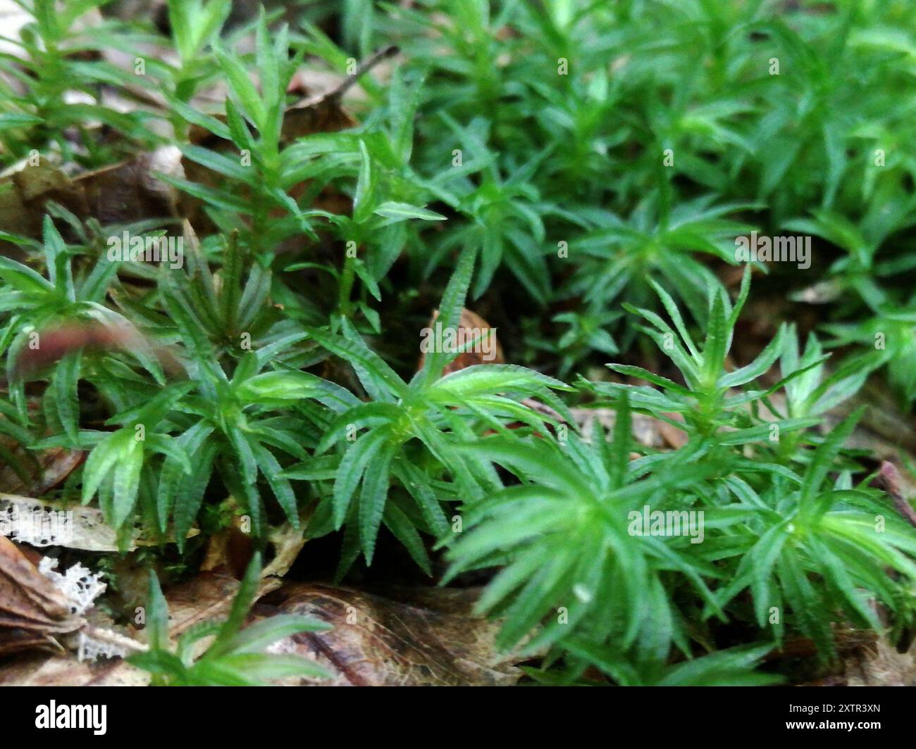 Smoothcap Mosses (Atrichum) Plantae Stock Photo - Alamy