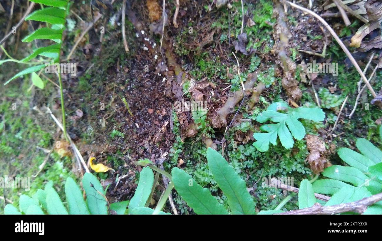 rock polypody (Polypodium virginianum) Plantae Stock Photo - Alamy
