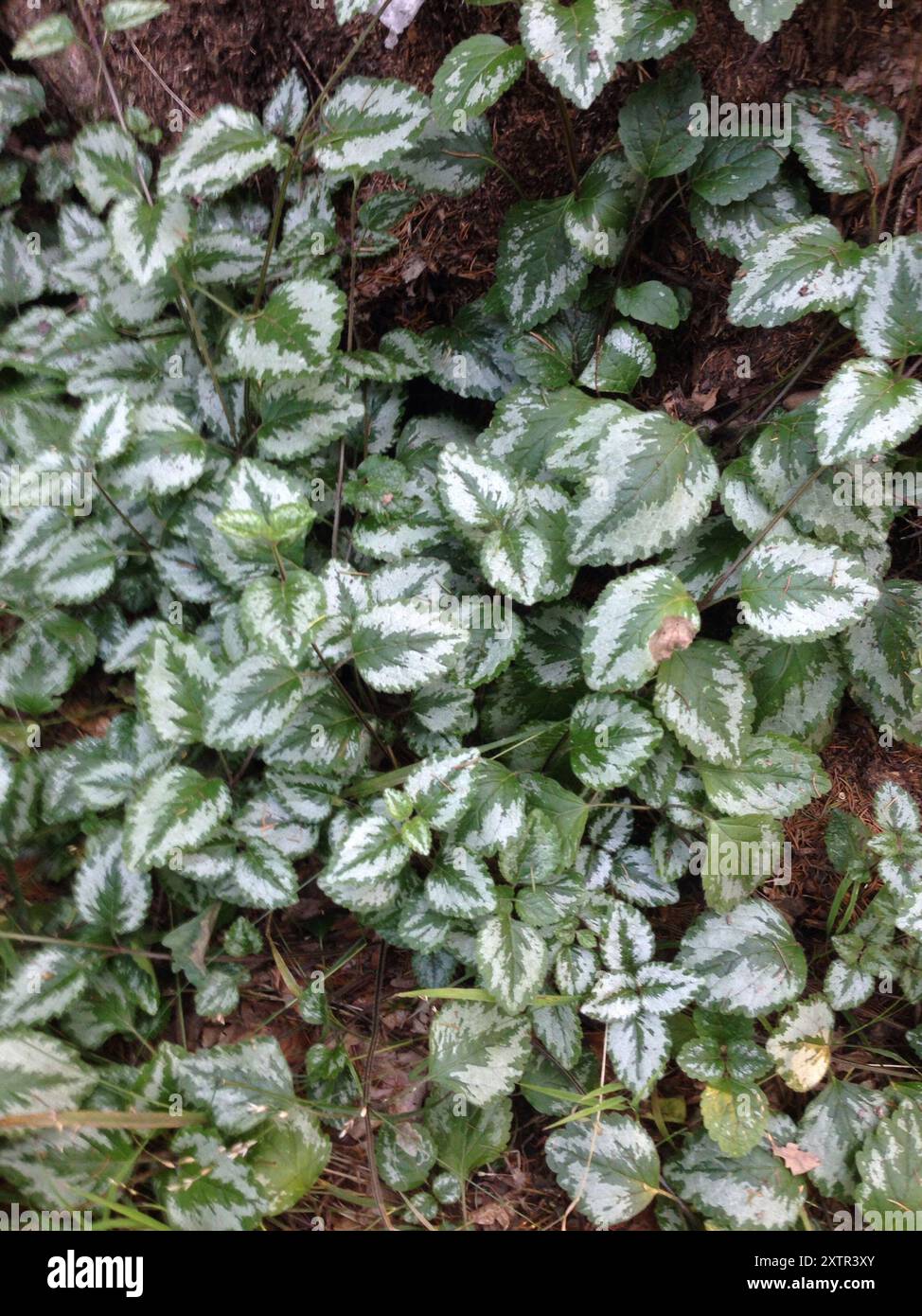 Variegated Yellow Archangel (Lamium galeobdolon argentatum) Plantae ...