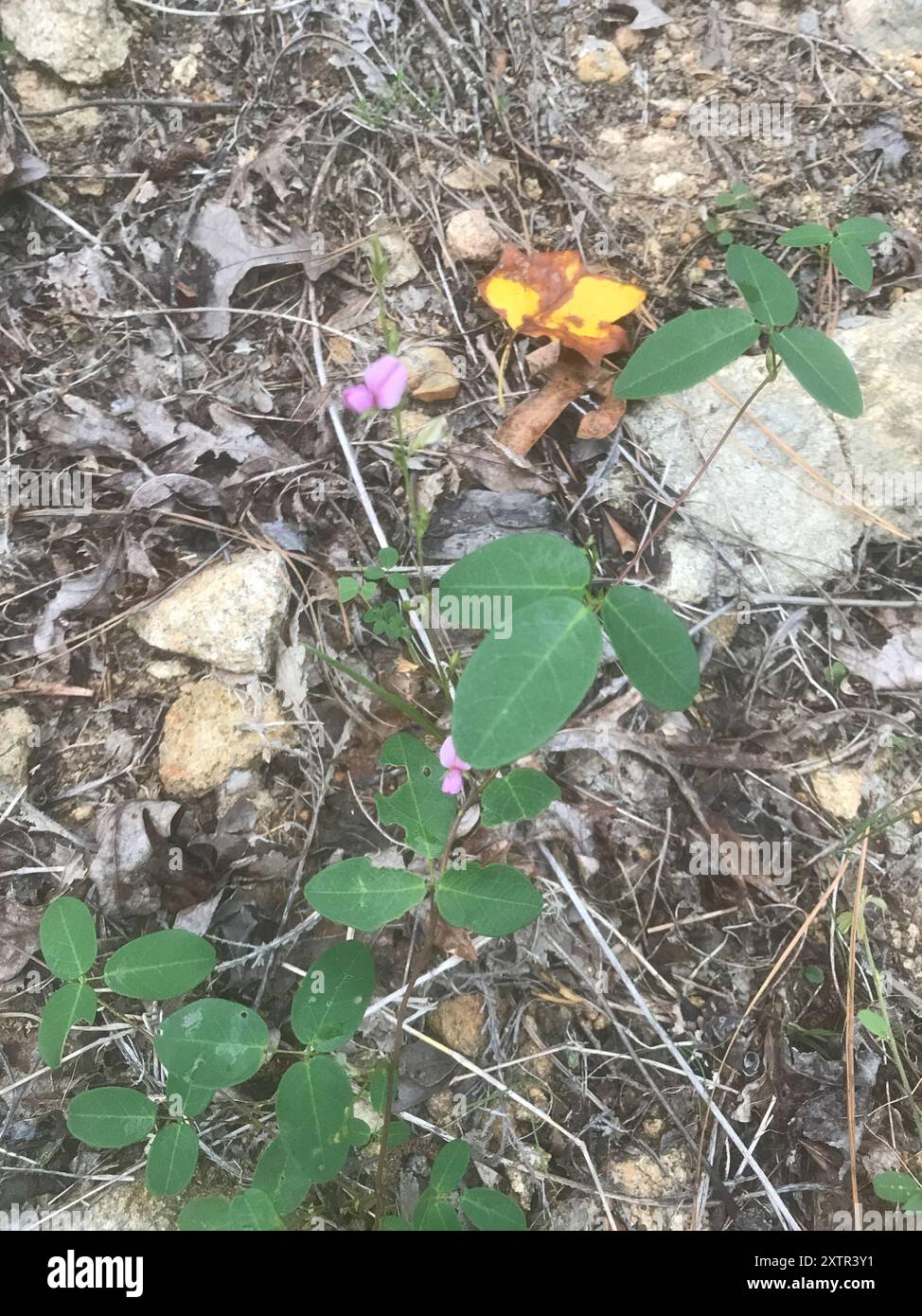 eastern milk-pea (Galactia regularis) Plantae Stock Photo - Alamy