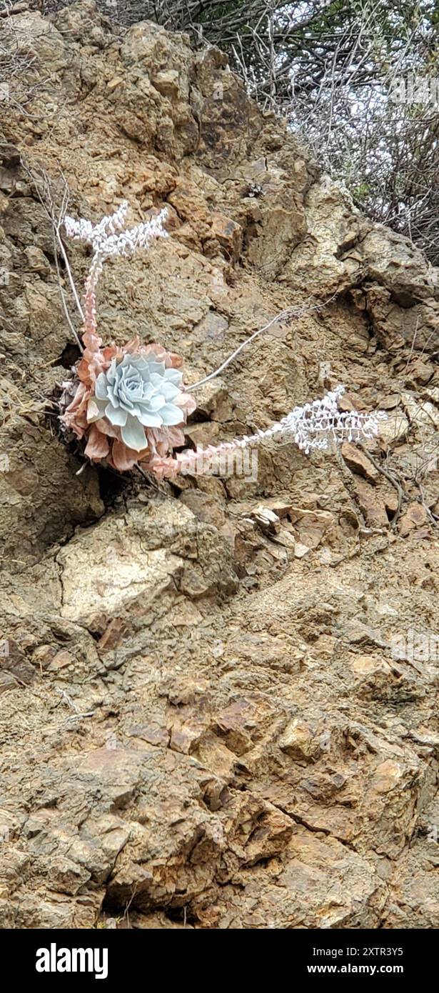 Chalk Dudleya (Dudleya pulverulenta) Plantae Stock Photo - Alamy