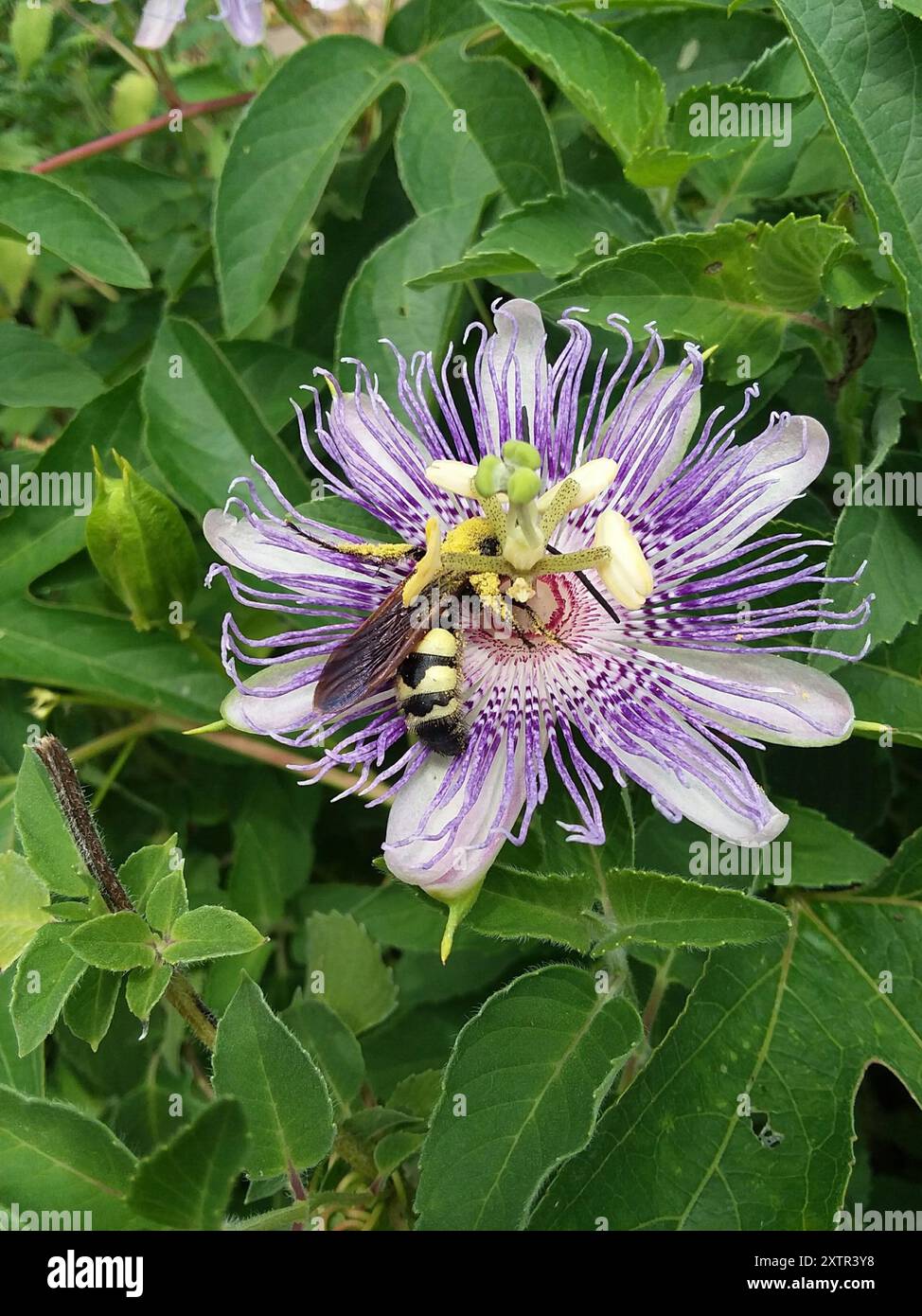 Large Four-spotted Scoliid Wasp (Pygodasis quadrimaculata) Insecta ...
