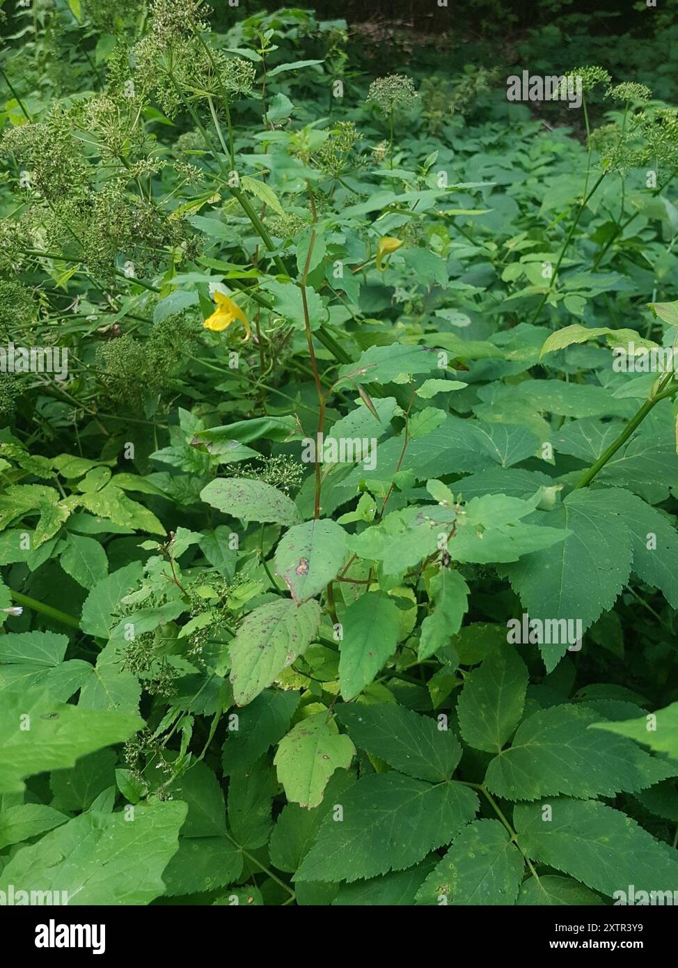 Touch-me-not Balsam (Impatiens noli-tangere) Plantae Stock Photo - Alamy