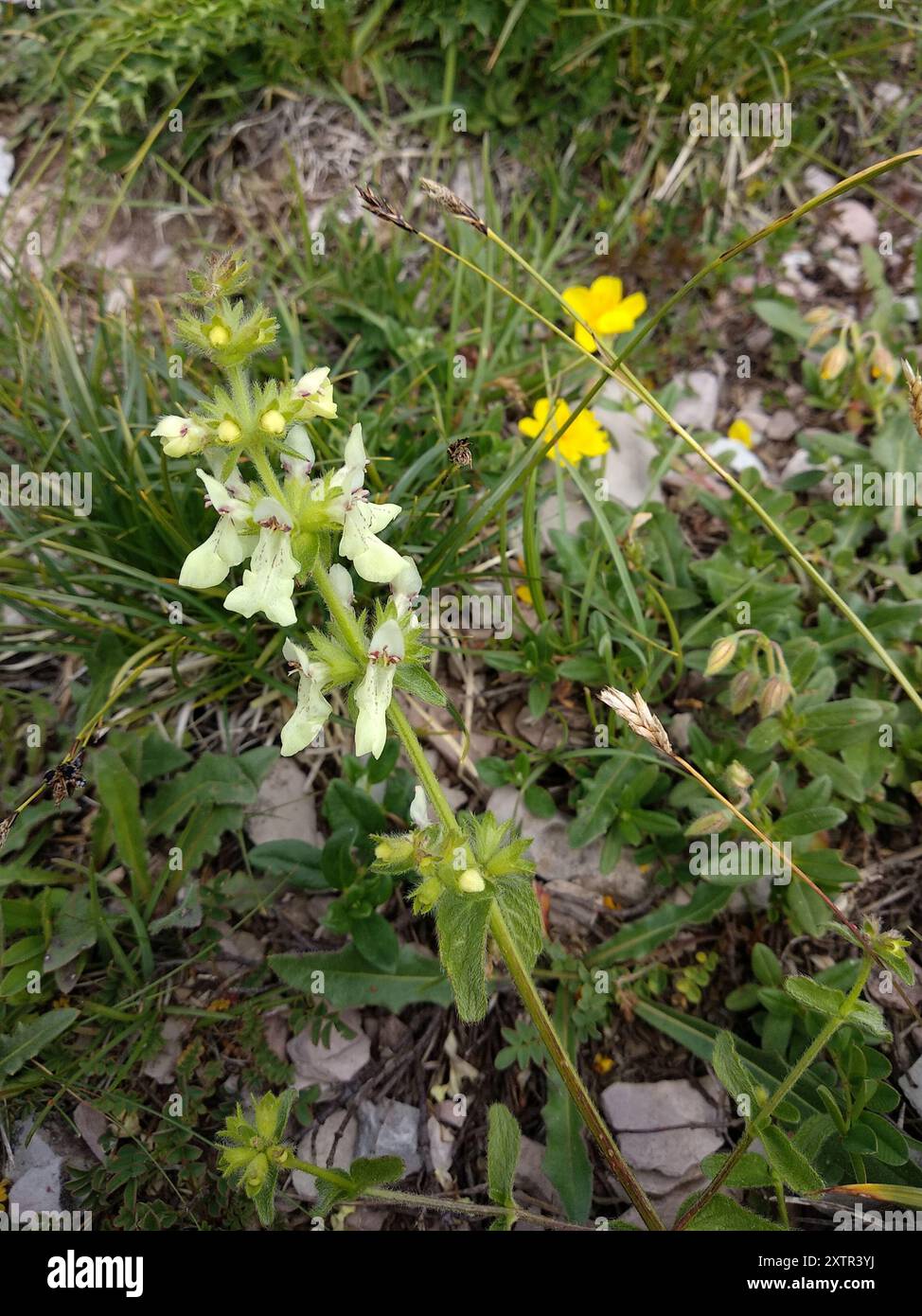 Perennial Yellow-woundwort (Stachys recta) Plantae Stock Photo - Alamy