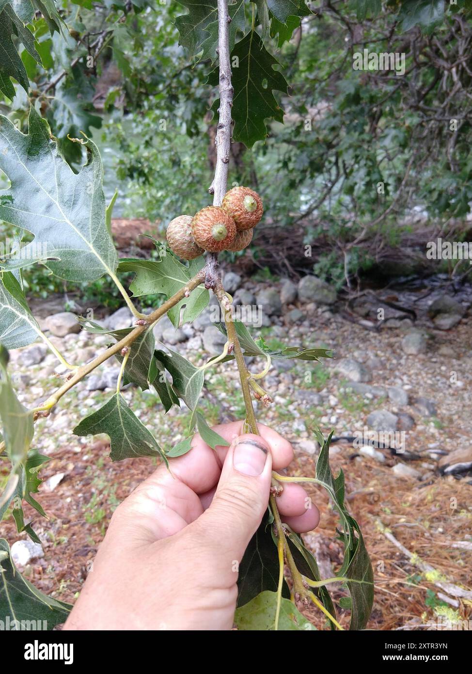 California black oak (Quercus kelloggii) Plantae Stock Photo - Alamy