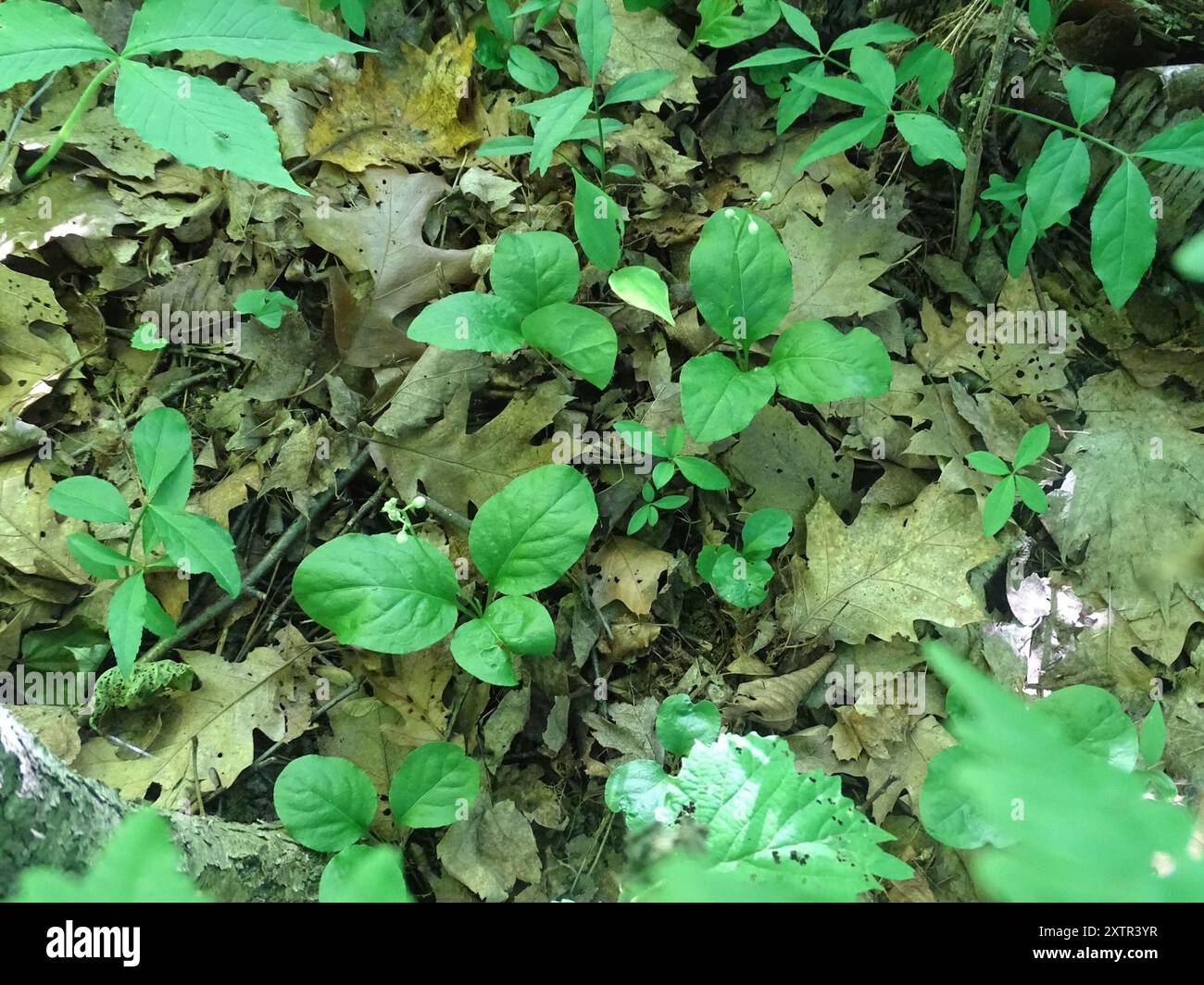 shinleaf (Pyrola elliptica) Plantae Stock Photo - Alamy