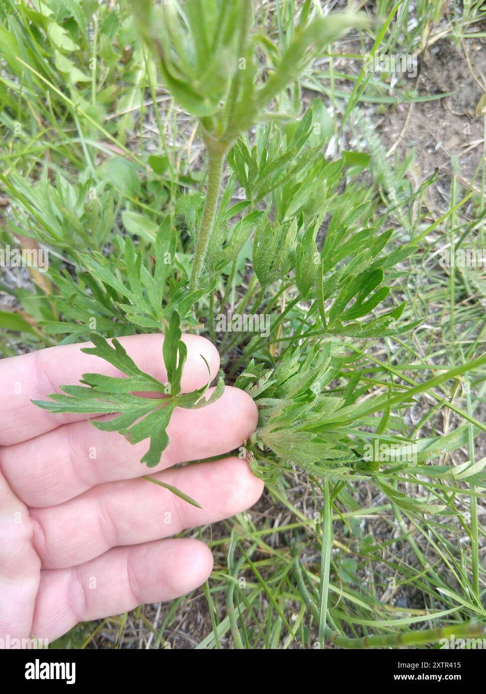 Cutleaf Anemone (Anemone multifida) Plantae Stock Photo - Alamy