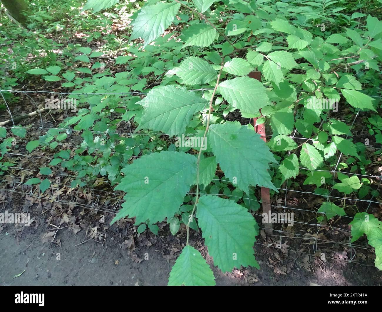 Wych Elm (Ulmus glabra) Plantae Stock Photo - Alamy