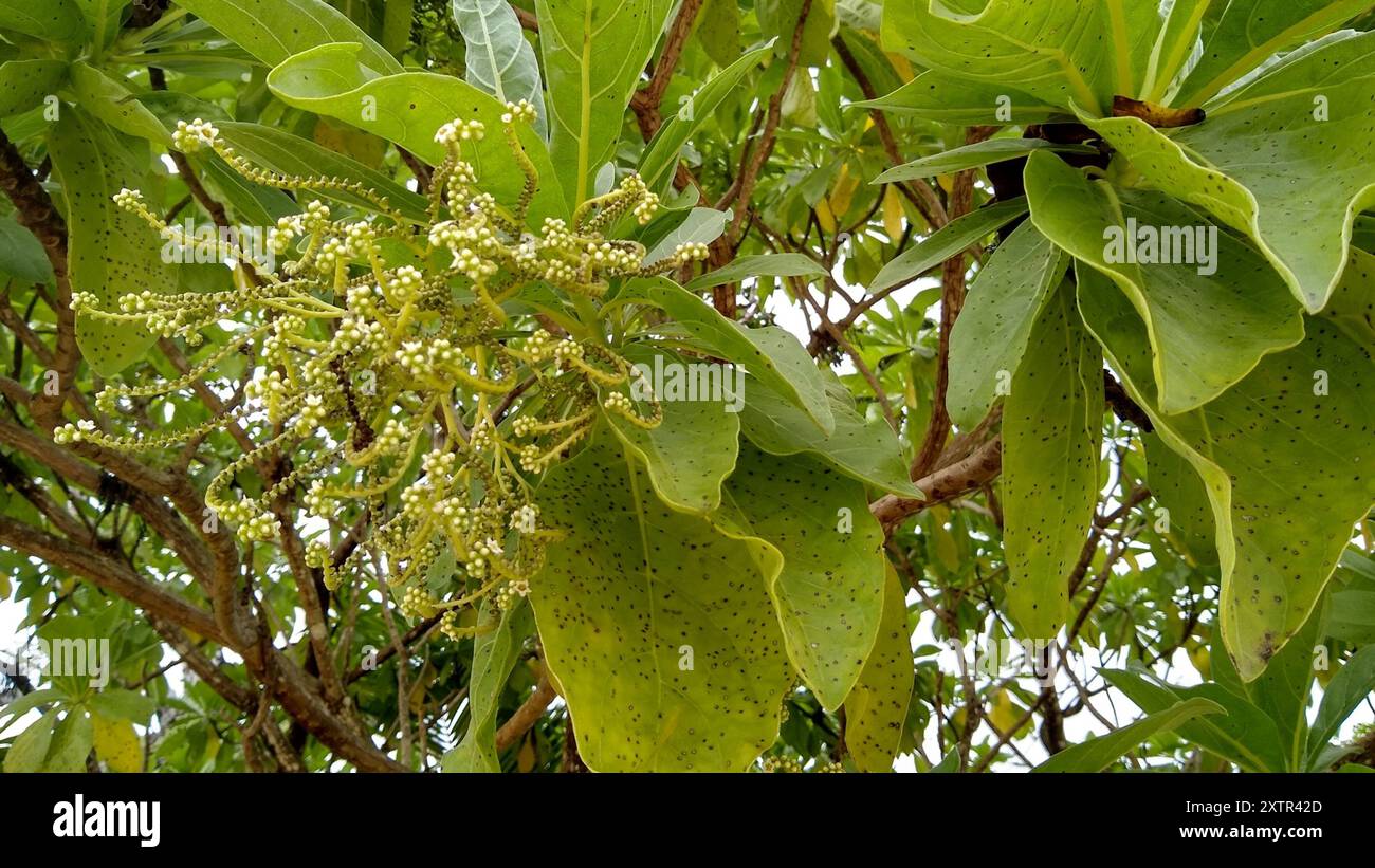 tree heliotrope (Heliotropium arboreum) Plantae Stock Photo - Alamy