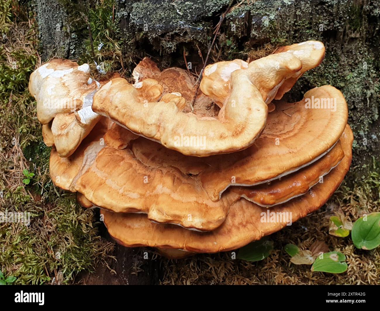 Giant Polypore (Meripilus giganteus) Fungi Stock Photo - Alamy