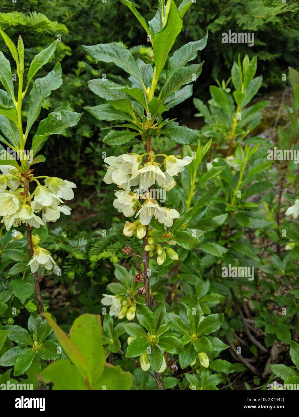 White-flowered Rhododendron (Rhododendron albiflorum) Plantae Stock ...