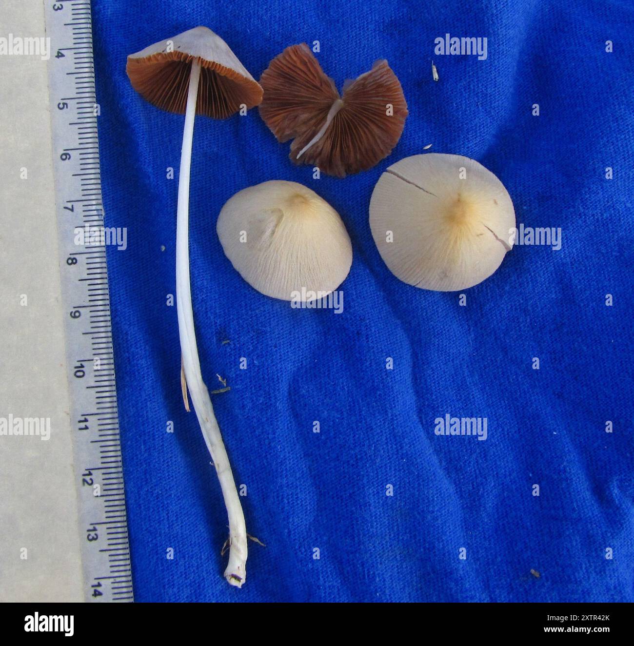 milky conecap (Conocybe apala) Fungi Stock Photo - Alamy