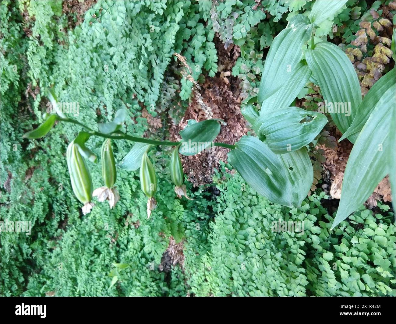 Stream Orchid (Epipactis gigantea) Plantae Stock Photo - Alamy