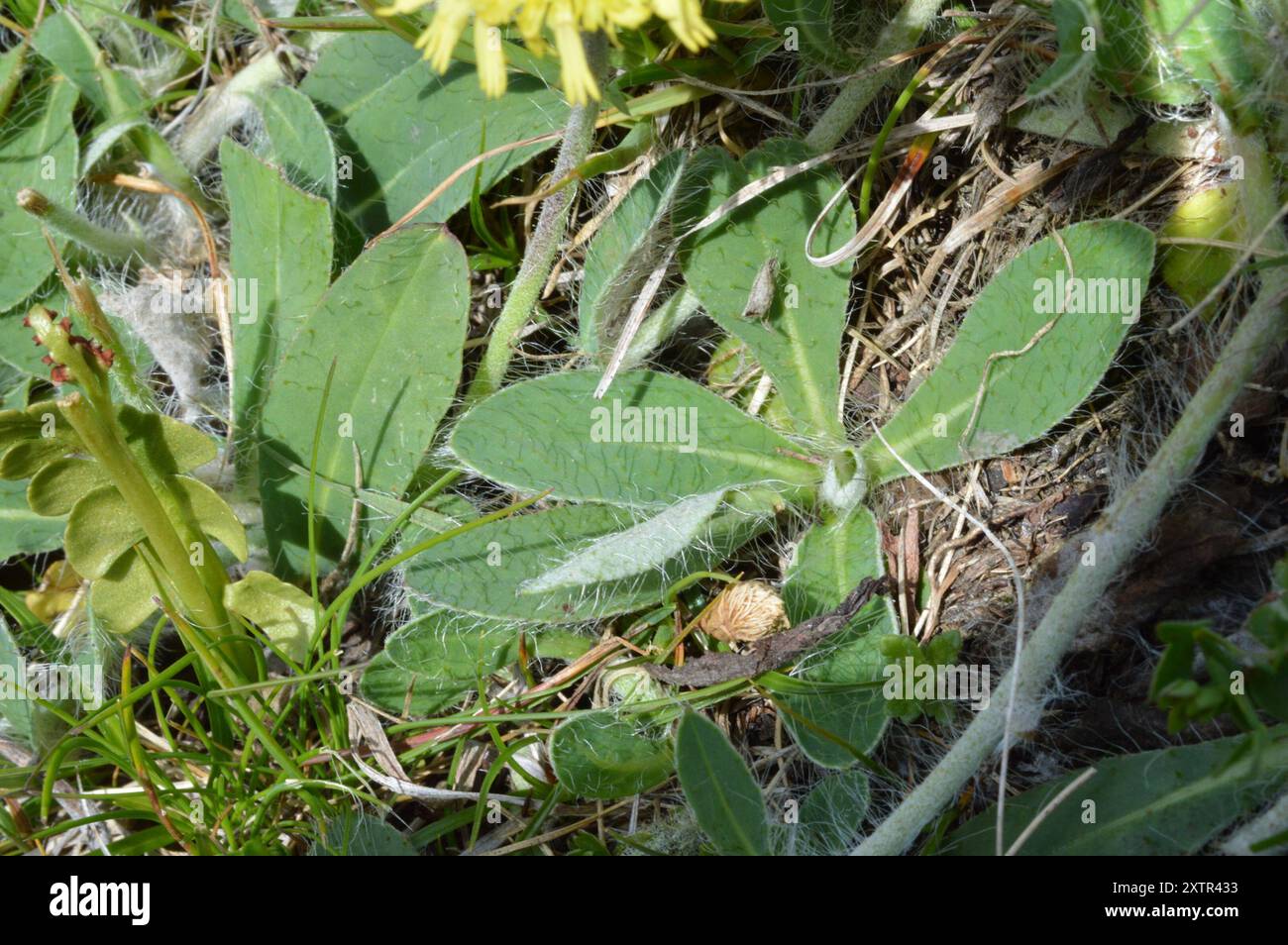 mouse-eared hawkweed (Pilosella officinarum) Plantae Stock Photo - Alamy
