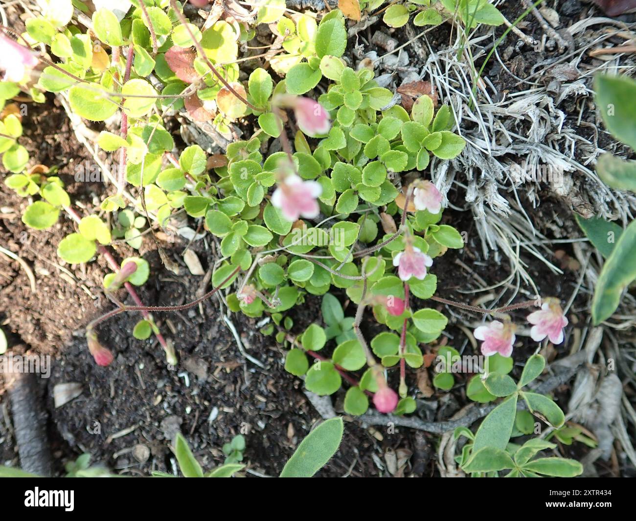 Twinflower (Linnaea borealis) Plantae Stock Photo - Alamy