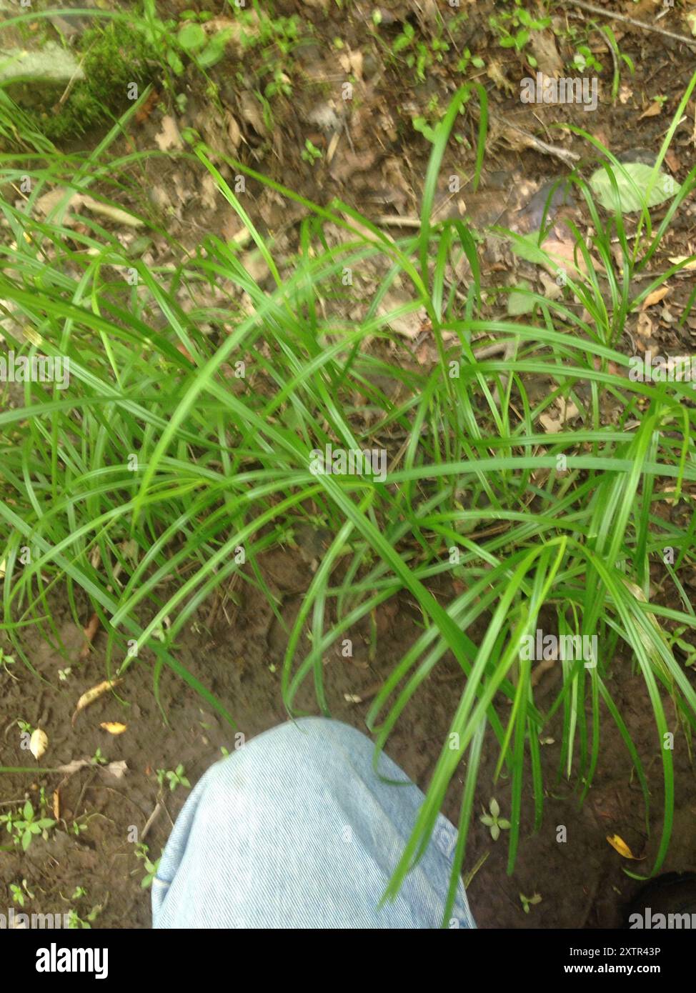 grasses, sedges, cattails, and allies (Poales) Plantae Stock Photo - Alamy