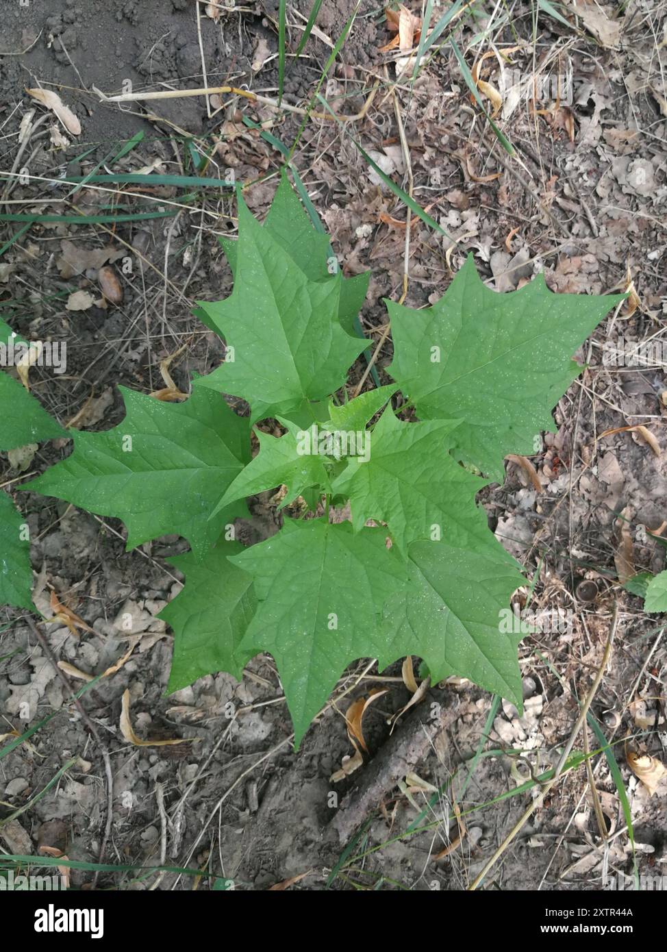 Eurasian maple-leaved goosefoot (Chenopodiastrum hybridum) Plantae ...