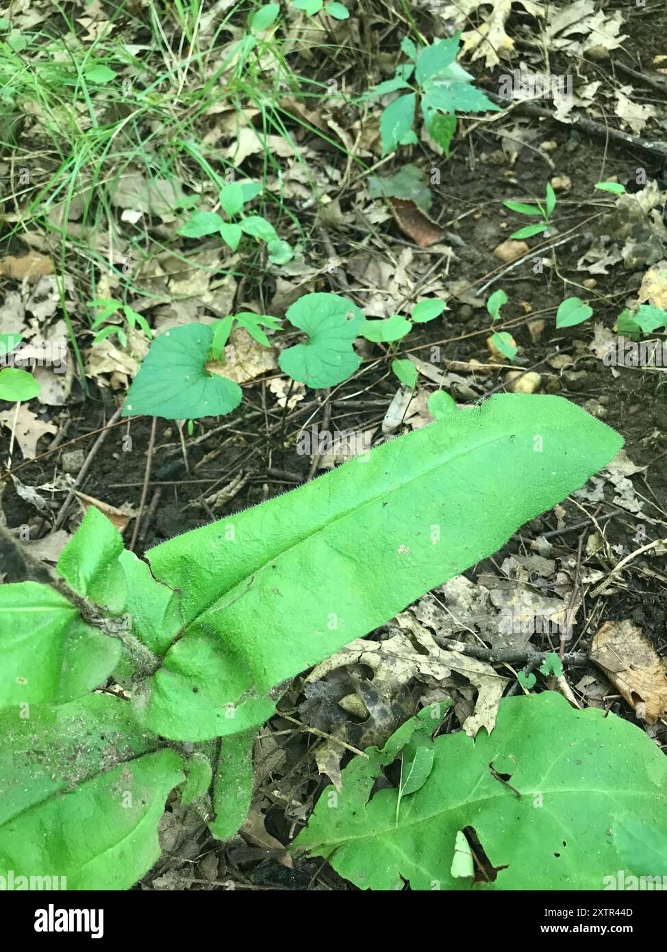 wild comfrey (Andersonglossum virginianum) Plantae Stock Photo - Alamy