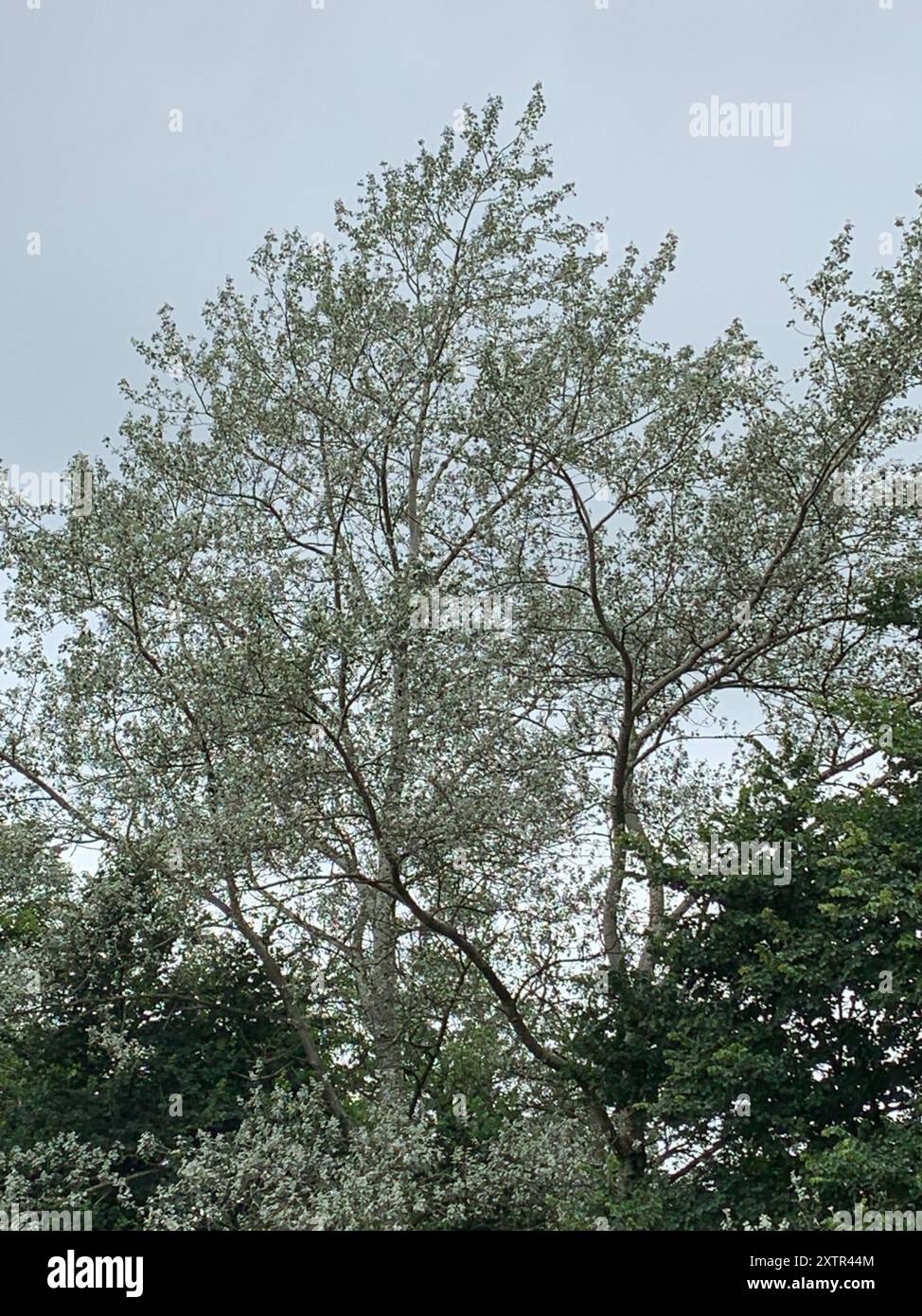 white poplar (Populus alba) Plantae Stock Photo - Alamy