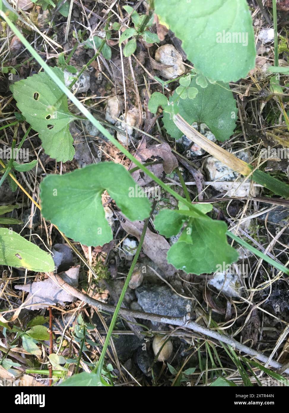 violets (Viola) Plantae Stock Photo - Alamy