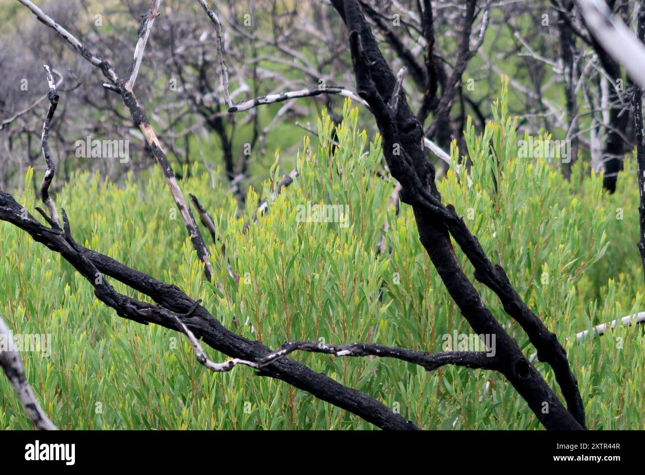 western coastal wattle (Acacia cyclops) Plantae Stock Photo - Alamy