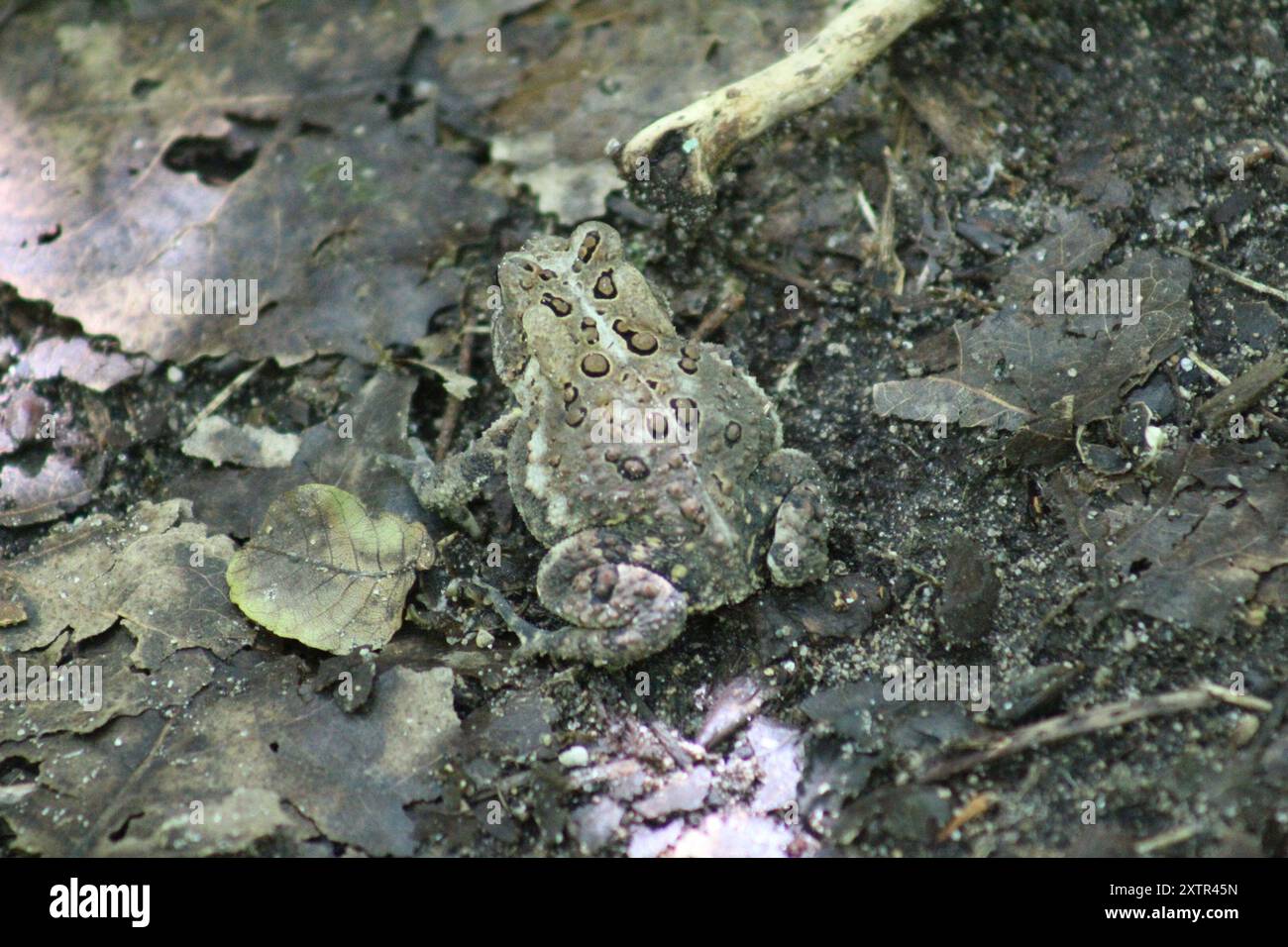 American Toad (Anaxyrus americanus) Amphibia Stock Photo - Alamy