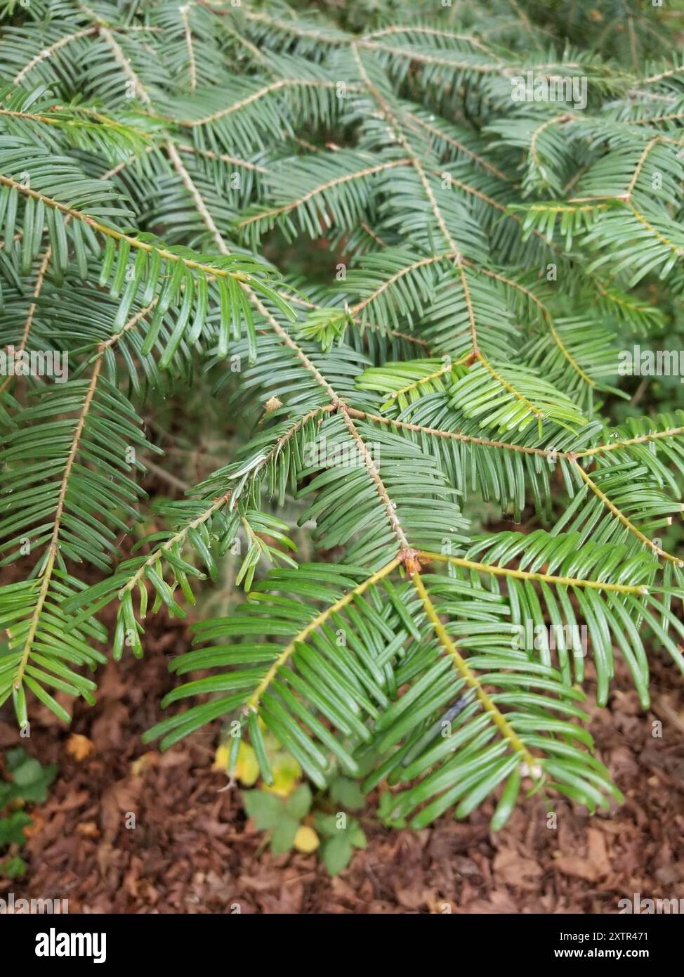 grand fir (Abies grandis) Plantae Stock Photo - Alamy