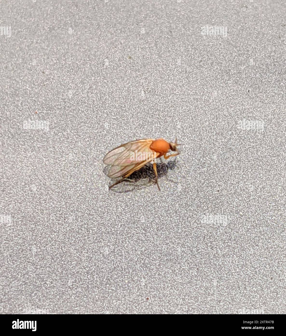 Fungus Gnats and Gall Midges (Sciaroidea) Insecta Stock Photo - Alamy