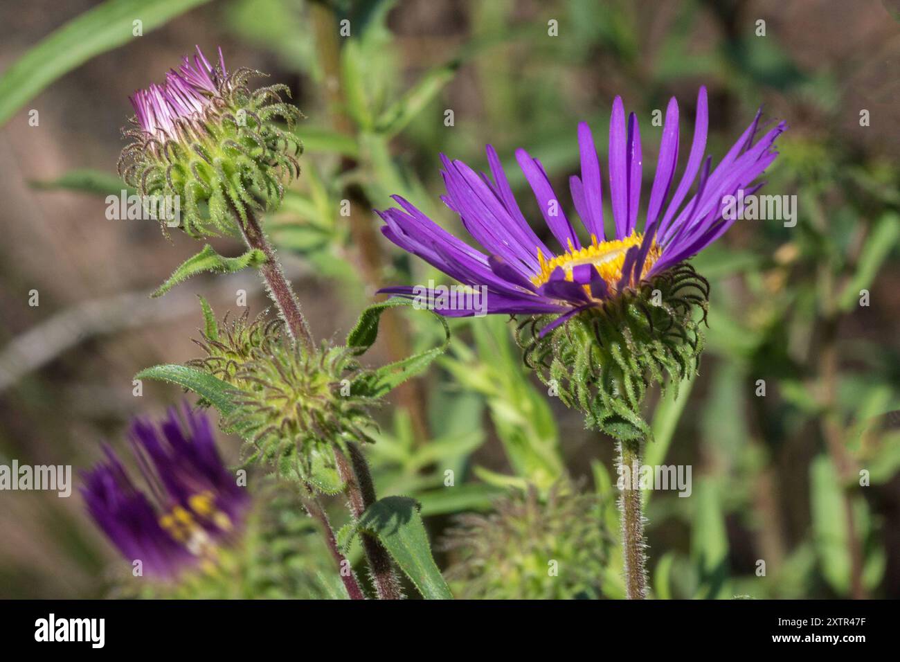 Bigelow's Tansyaster (Dieteria bigelovii) Plantae Stock Photo - Alamy