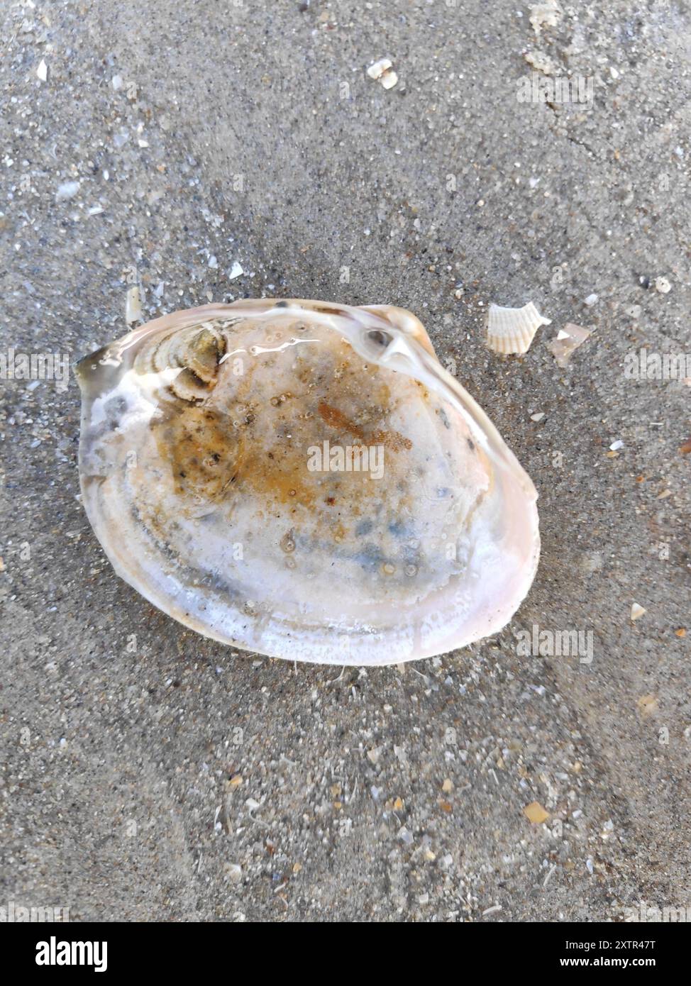 Rayed trough shell hi-res stock photography and images - Alamy