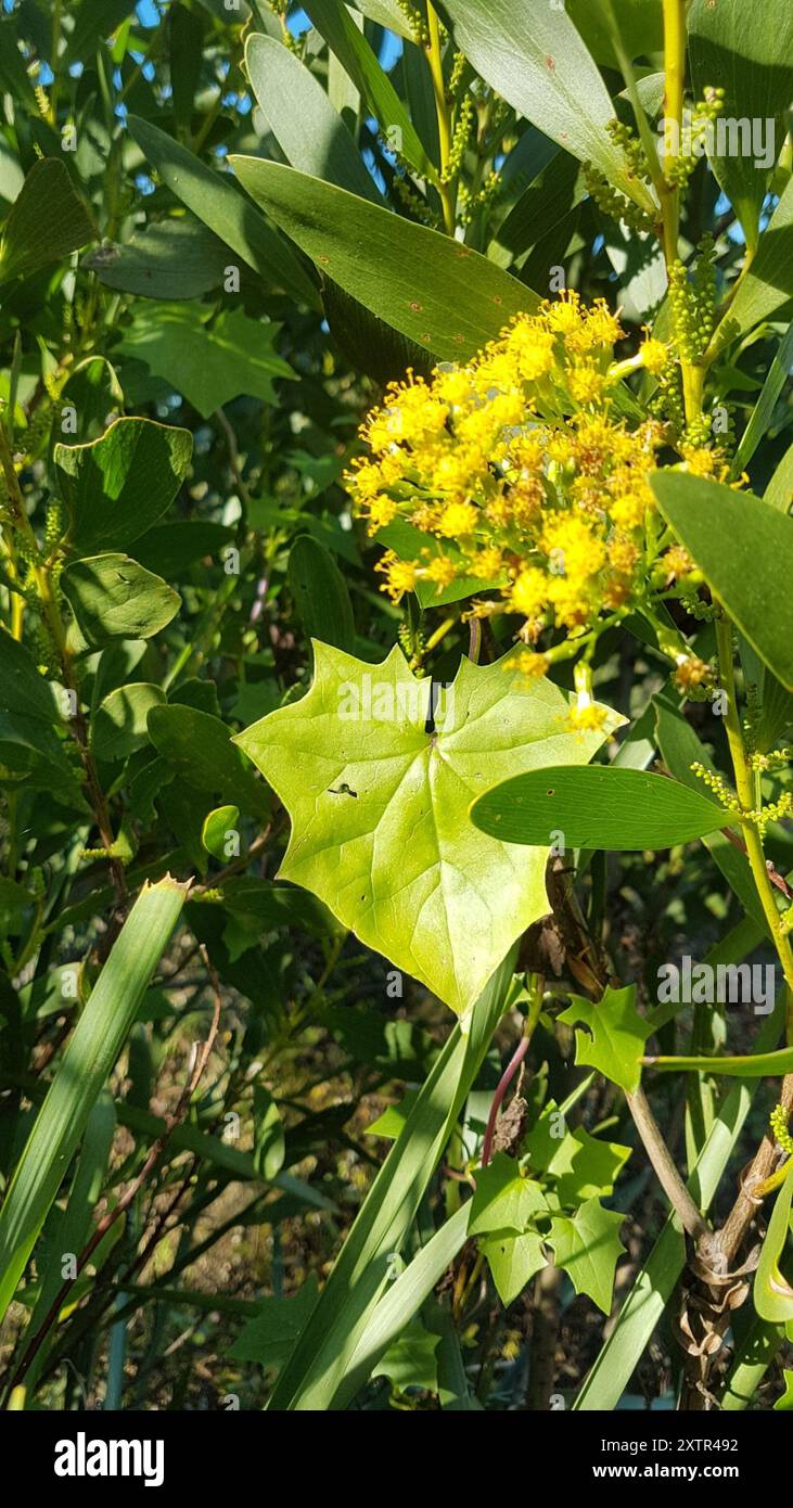 Cape-ivy (Delairea odorata) Plantae Stock Photo - Alamy