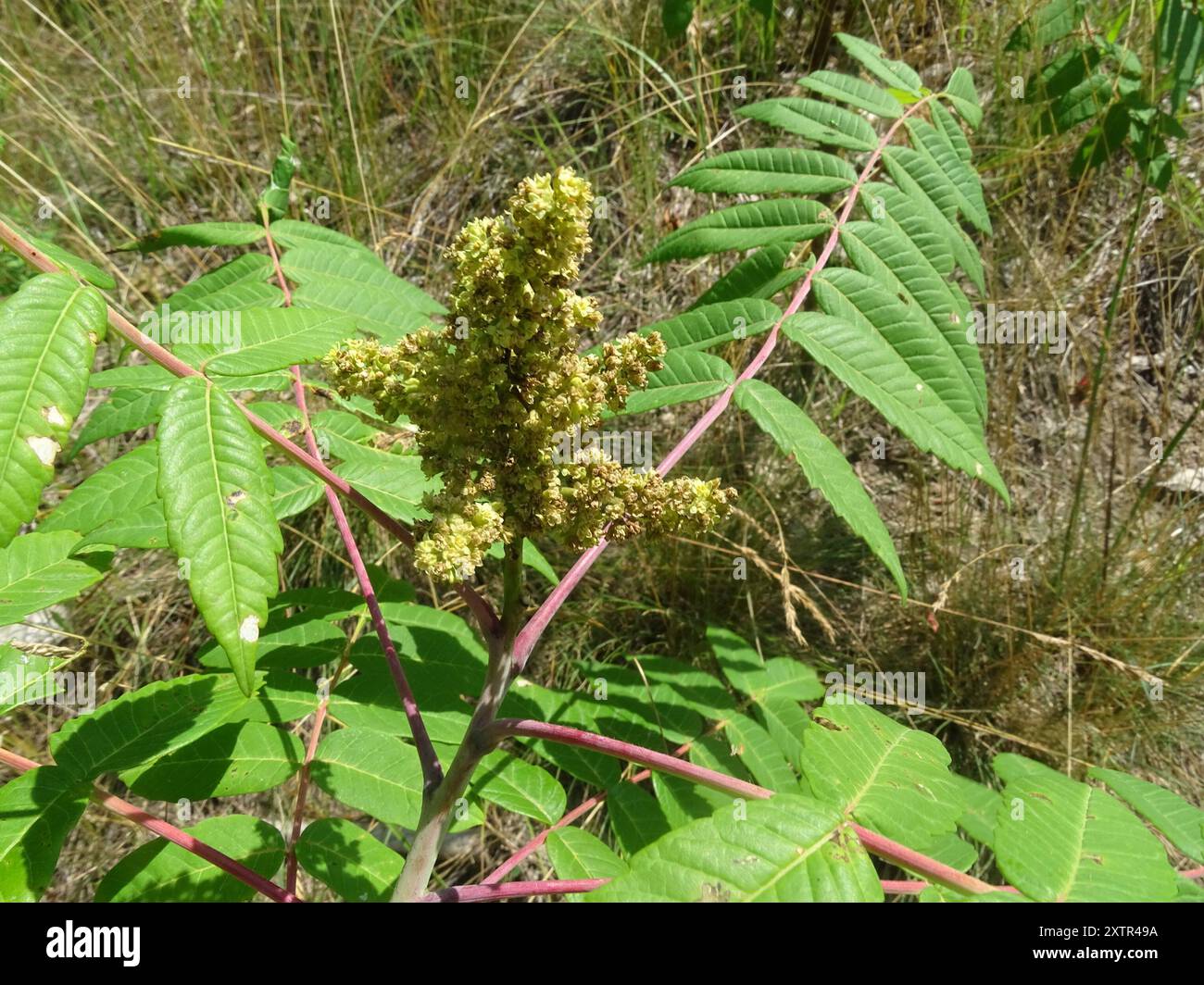 smooth sumac (Rhus glabra) Plantae Stock Photo - Alamy