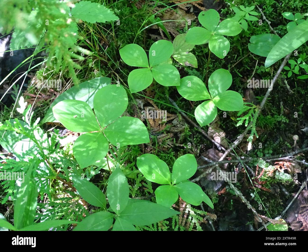 Canadian bunchberry (Cornus canadensis) Plantae Stock Photo - Alamy