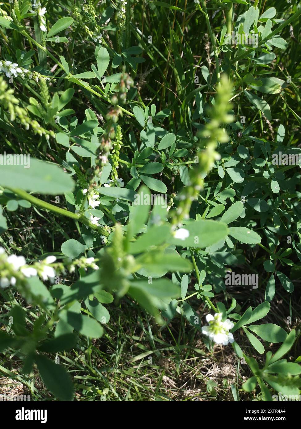 White Sweetclover (Melilotus albus) Plantae Stock Photo - Alamy