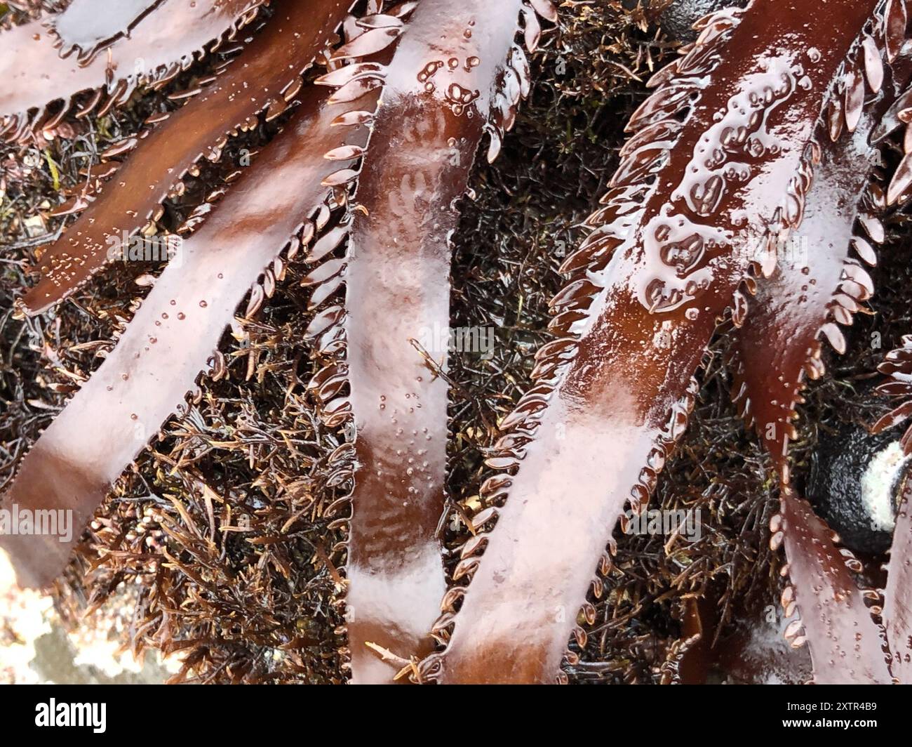red algae (Rhodophyta) Plantae Stock Photo - Alamy