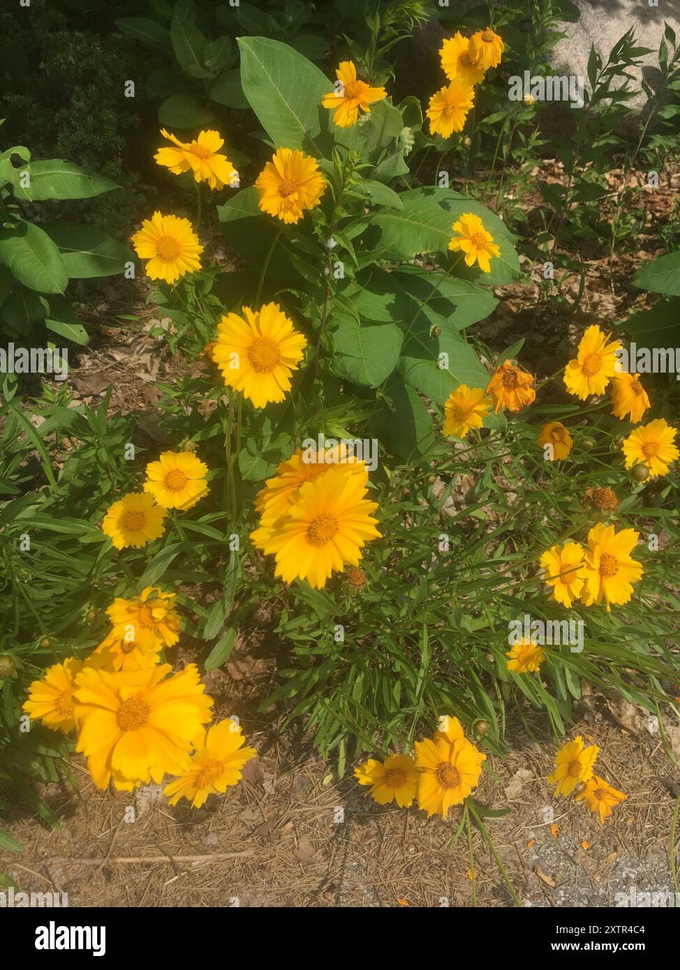 Lance-leaved Coreopsis (Coreopsis lanceolata) Plantae Stock Photo - Alamy