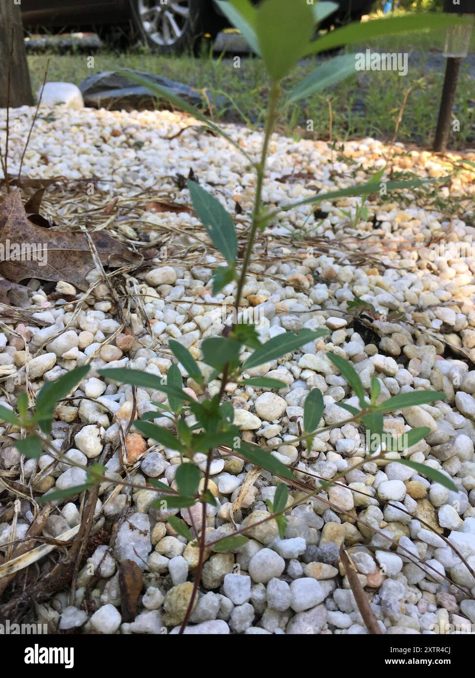 Slender Three-seeded Mercury (Acalypha gracilens) Plantae Stock Photo ...
