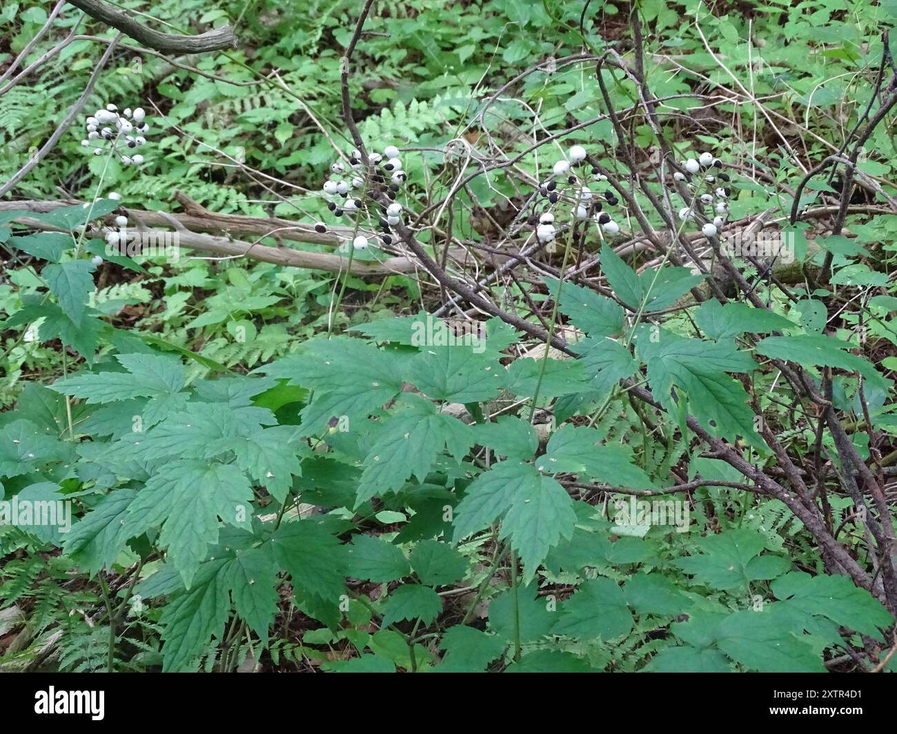 red baneberry (Actaea rubra) Plantae Stock Photo - Alamy