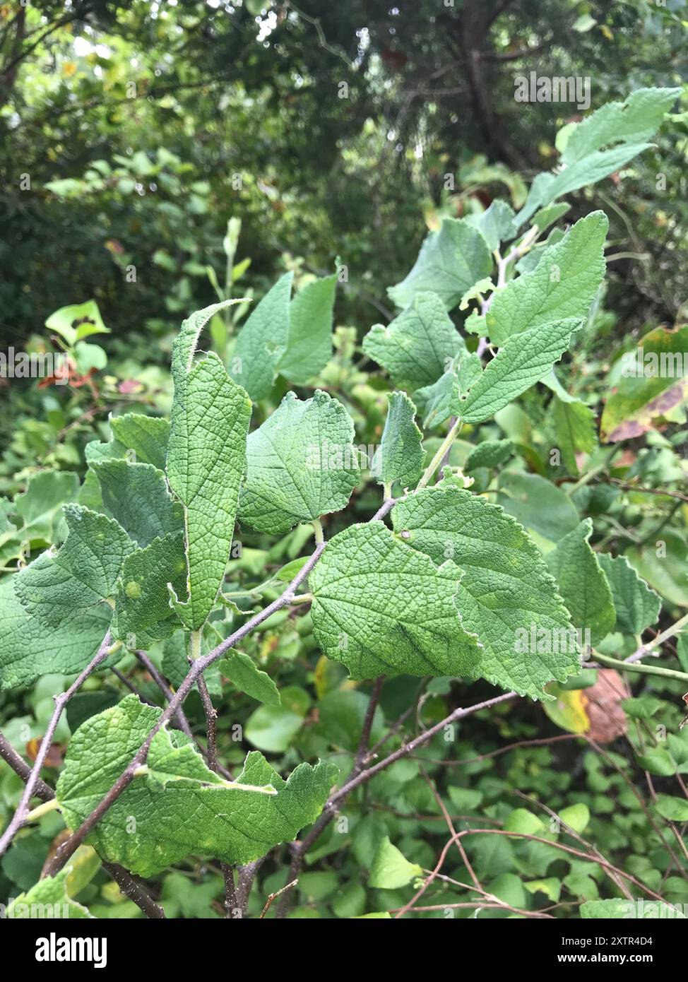 netleaf hackberry (Celtis reticulata) Plantae Stock Photo - Alamy