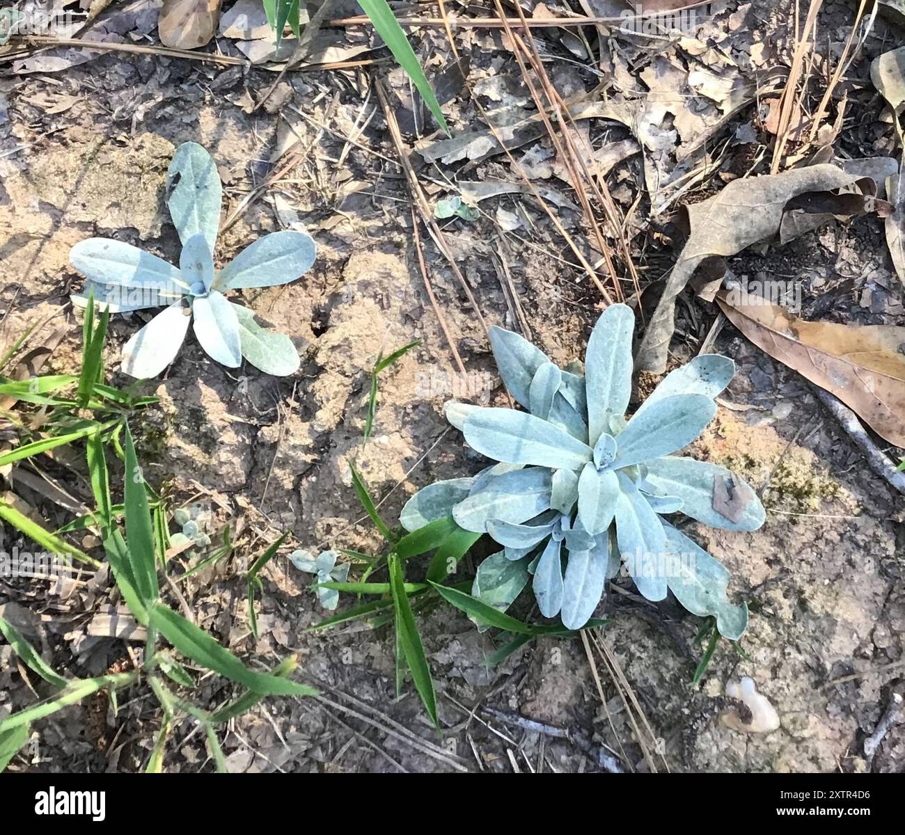 Purple Cudweed (Gamochaeta purpurea) Plantae Stock Photo - Alamy