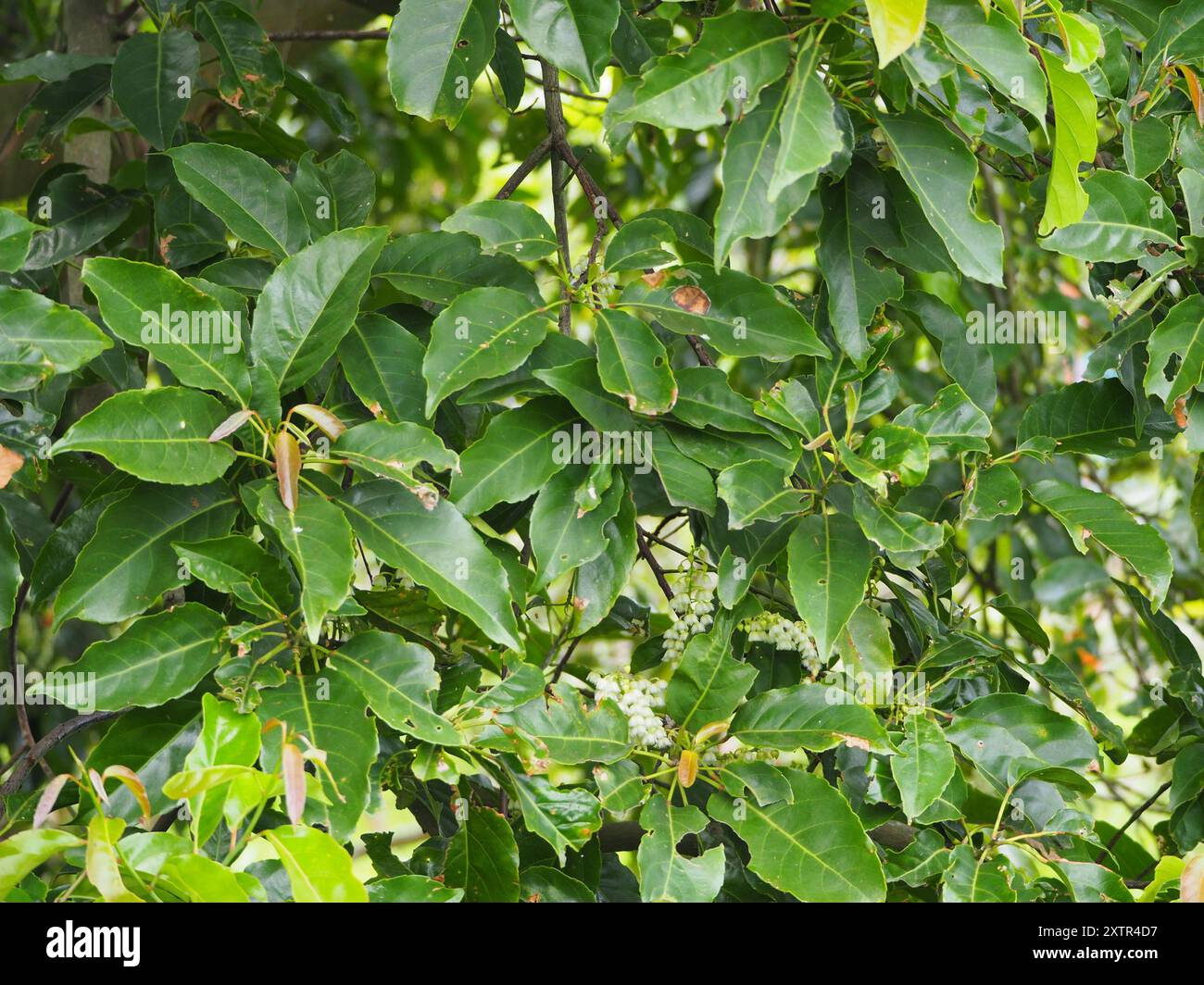 Ceylon olive (Elaeocarpus serratus) Plantae Stock Photo - Alamy