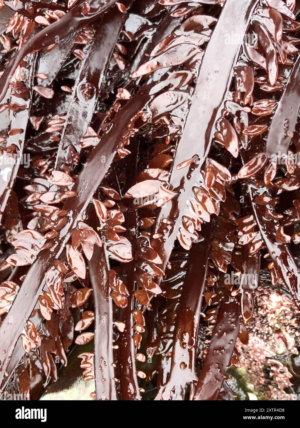(Prionitis lanceolata) Plantae Stock Photo - Alamy