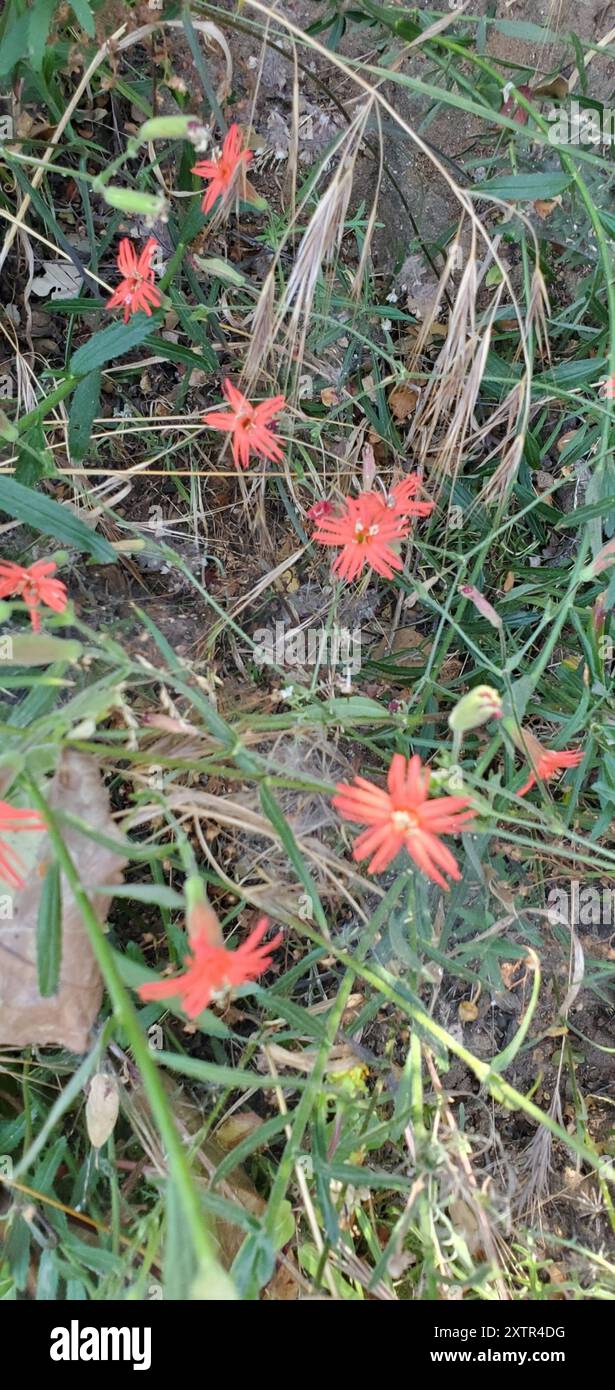 cardinal catchfly (Silene laciniata) Plantae Stock Photo - Alamy