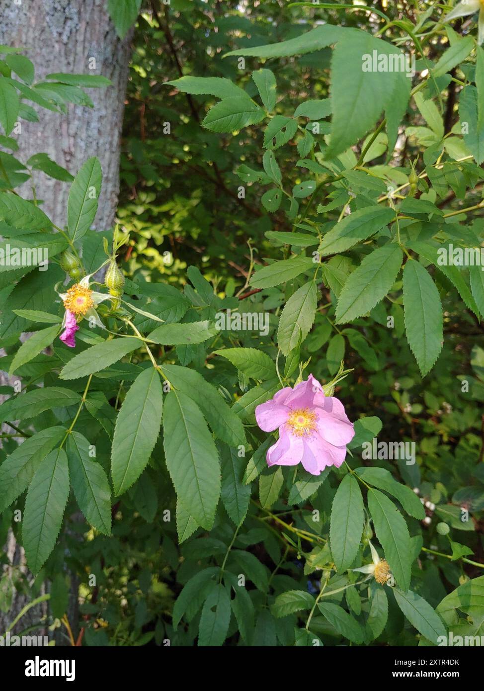 swamp rose (Rosa palustris) Plantae Stock Photo - Alamy