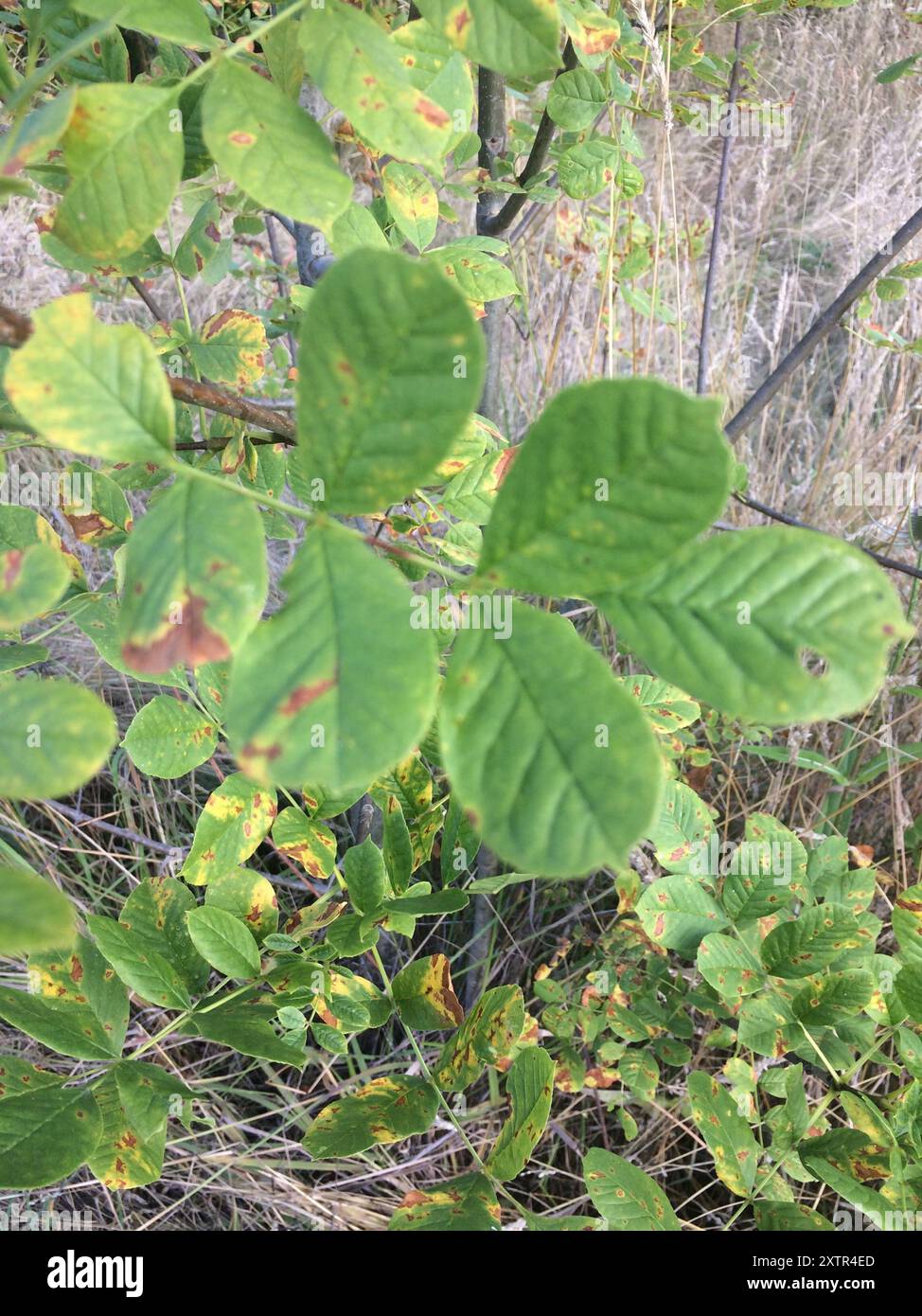 Oregon Ash (Fraxinus latifolia) Plantae Stock Photo - Alamy