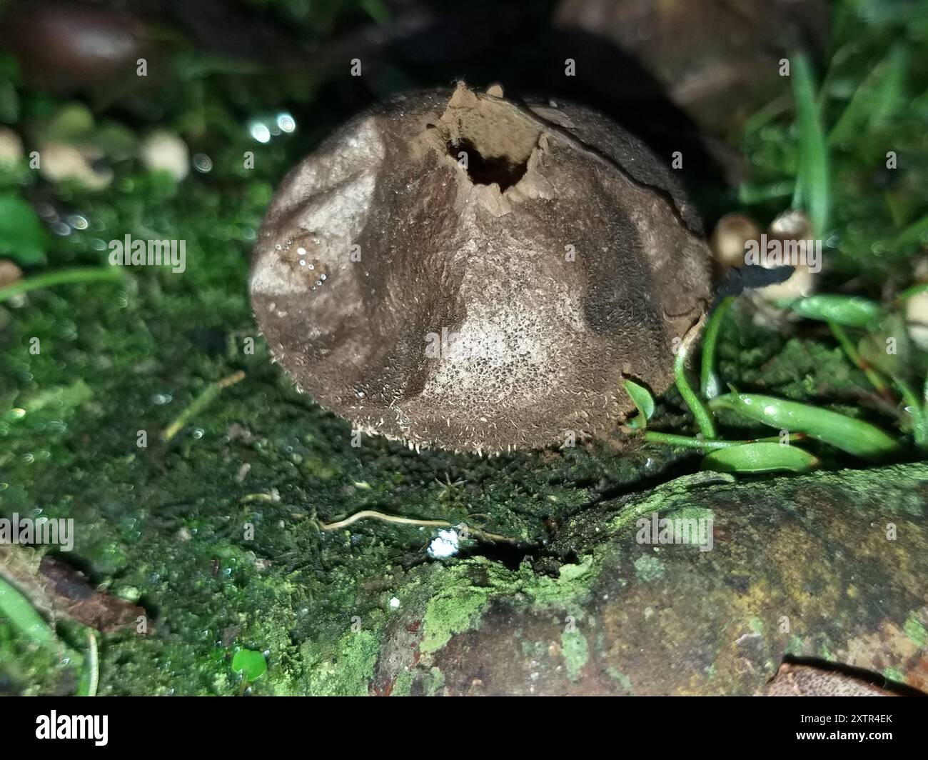 puffballs (Lycoperdaceae) Fungi Stock Photo - Alamy