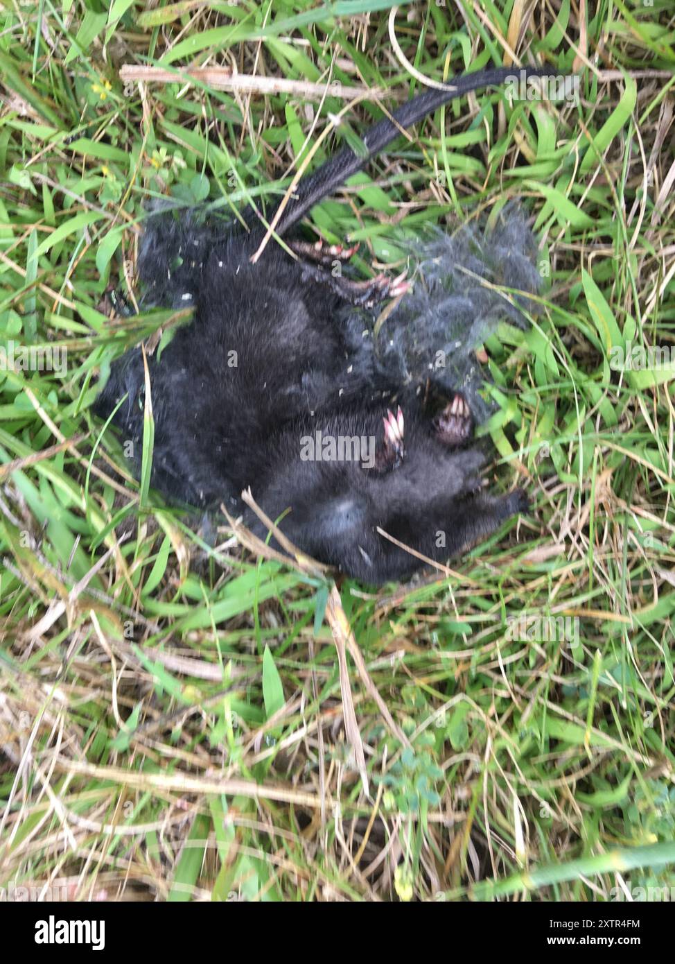 Star-nosed Mole (Condylura cristata) Mammalia Stock Photo - Alamy