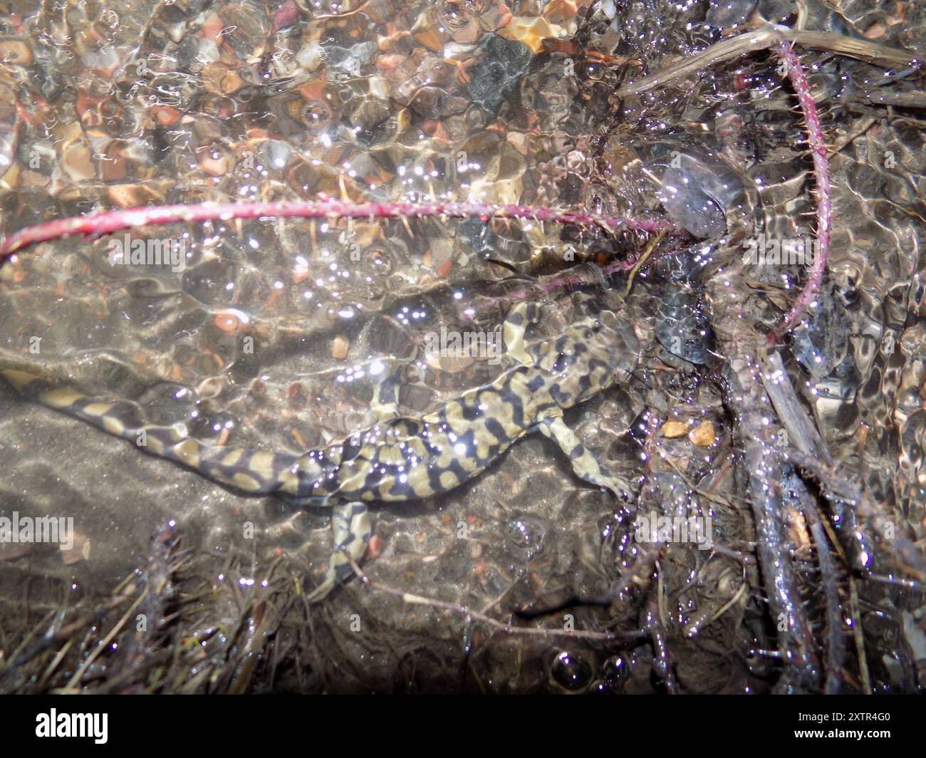 Barred Tiger Salamander (Ambystoma mavortium) Amphibia Stock Photo - Alamy