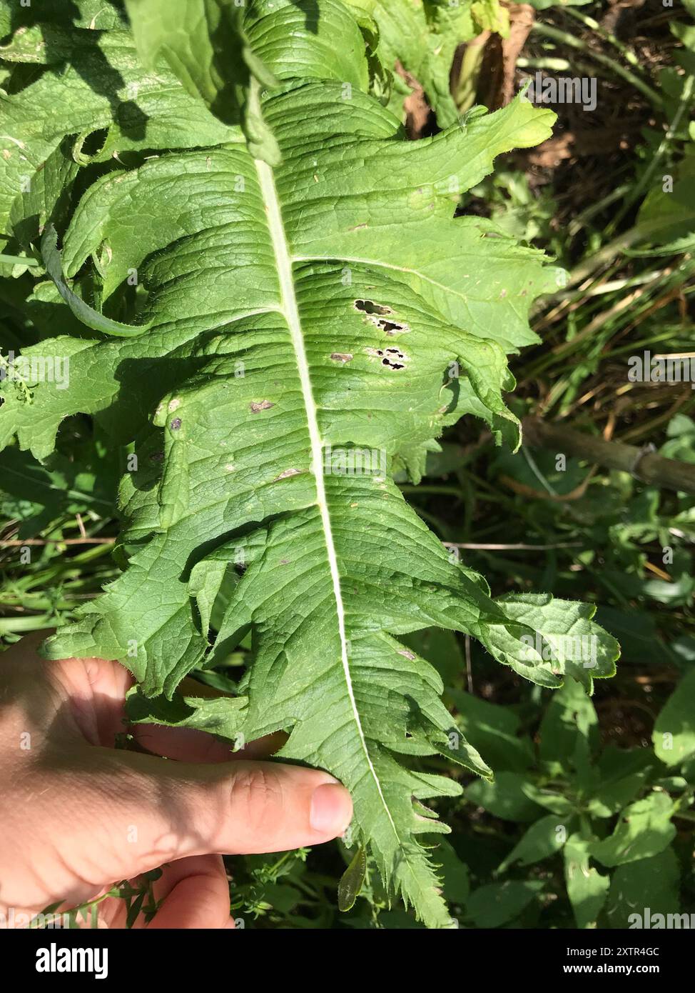 cutleaf teasel (Dipsacus laciniatus) Plantae Stock Photo - Alamy
